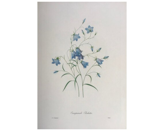 1955 Original French Print French Flower Print Redoute | Etsy