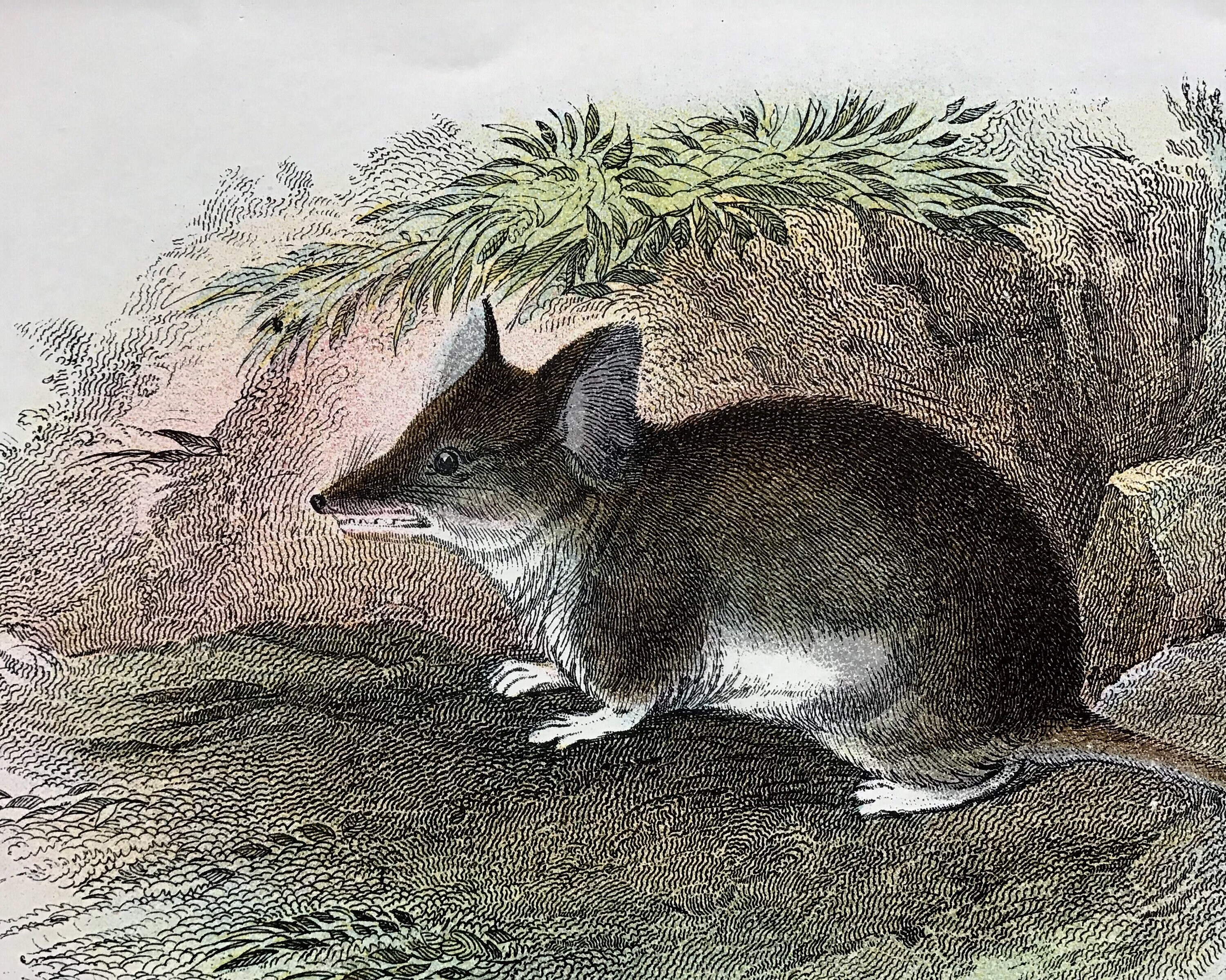 Antique Marsupial Print, the Common Pouched Mouse, Printed in 1896 ...