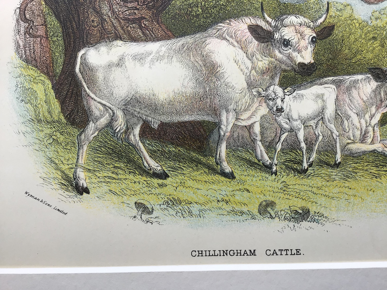 Vintage Cow Print Old Print From 1896 Original Lithograph - Etsy