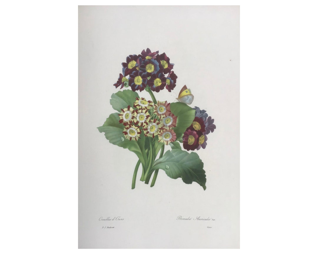 1955 Original French Print, French Flower Print, Redoute Flower Print ...