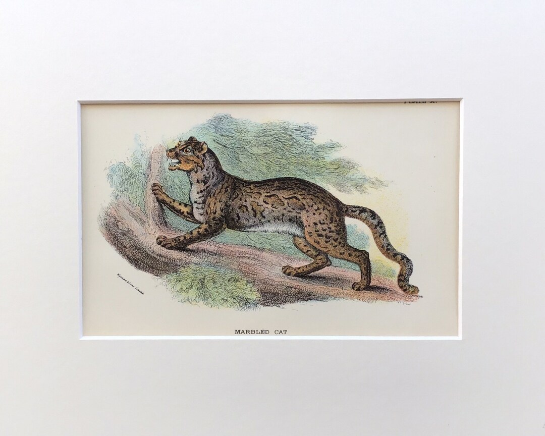 1896, Antique Print, the Marbled Cat, Original Print, Lithograph ...
