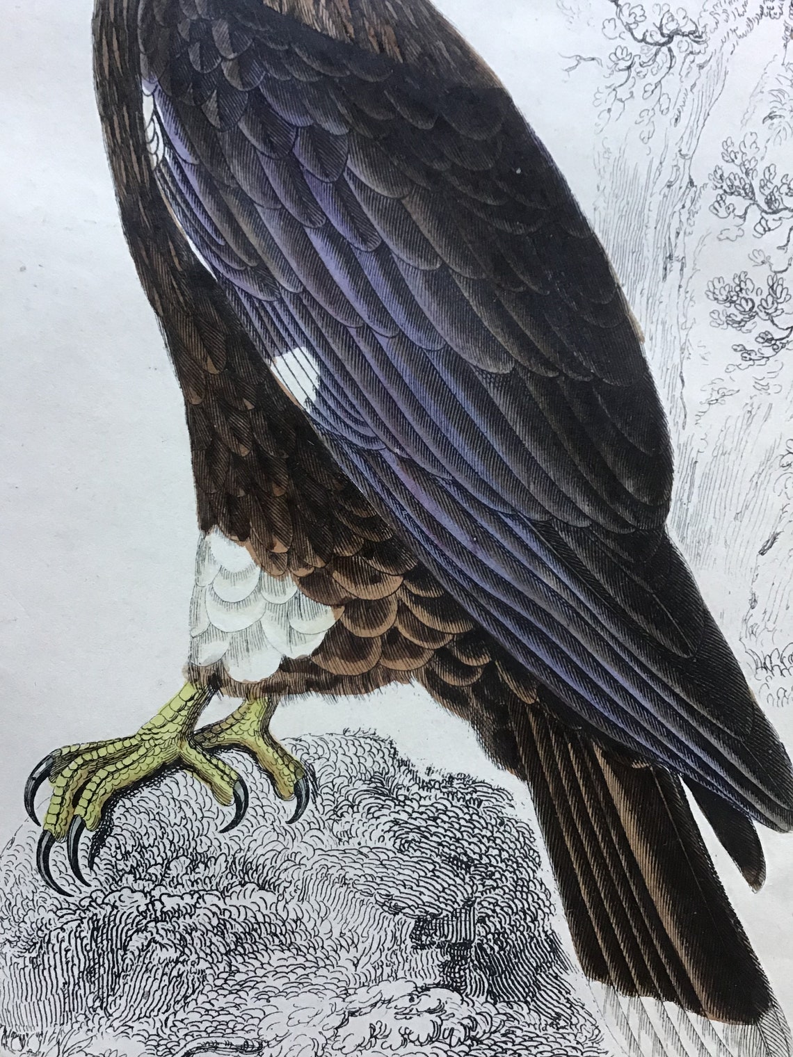 1854 Original Antique Lithograph Birds the Caracaraoriginal - Etsy