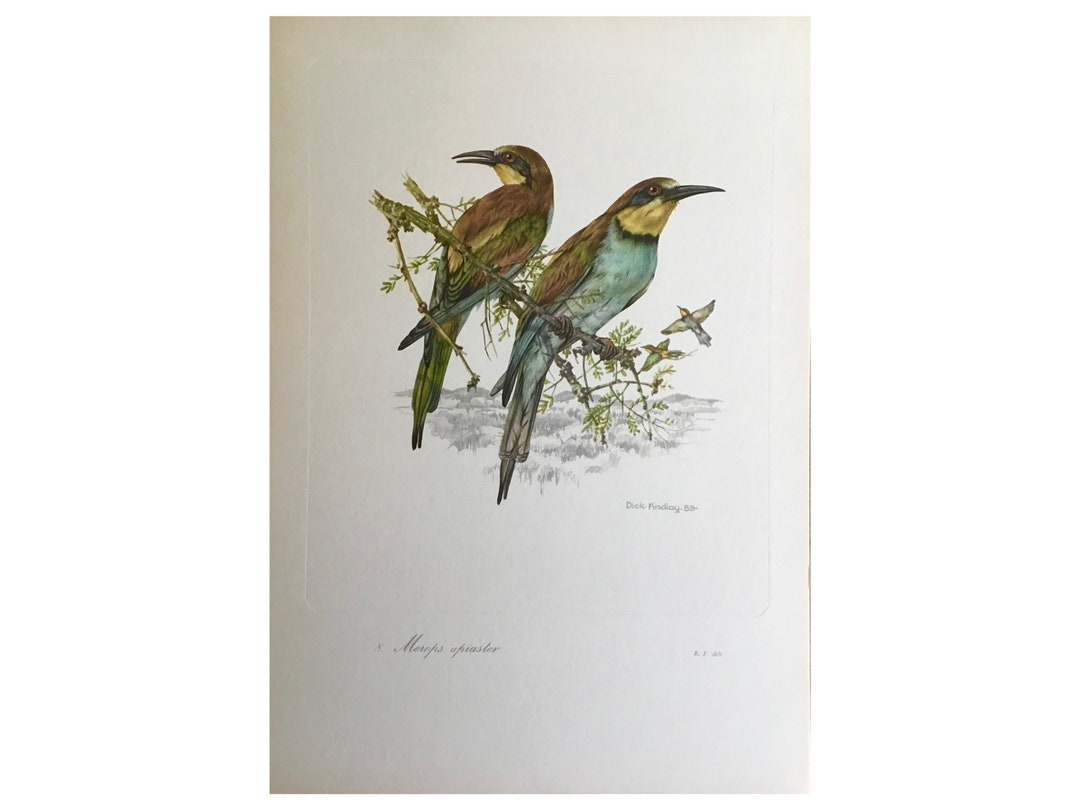 1959, Large Bird Print, 34x24 Cm Vintage Print, Large Print, Antique ...