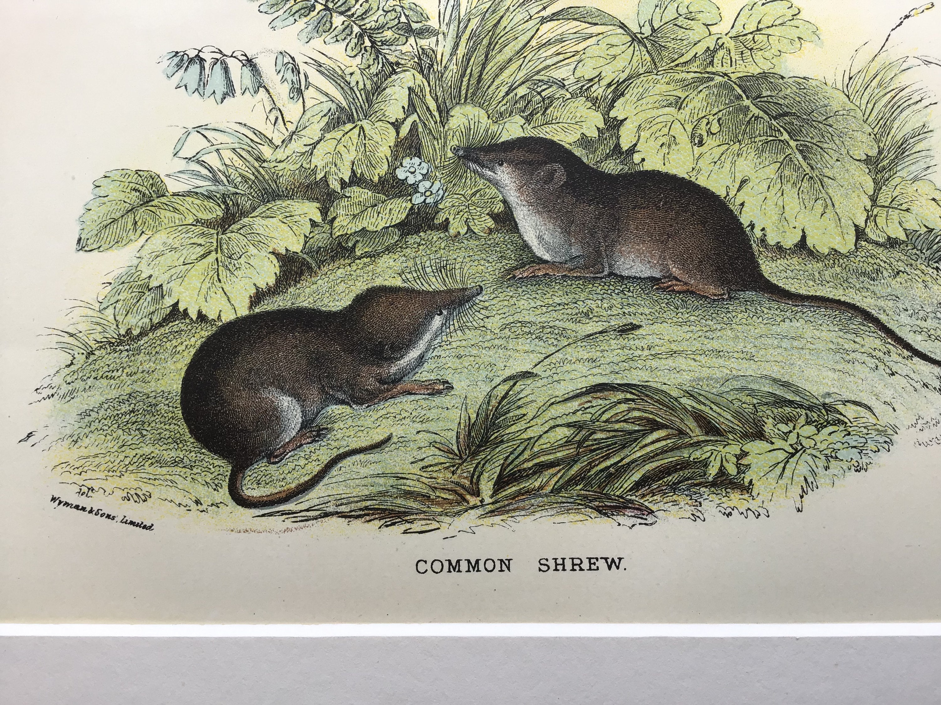 Antique Print, Shrew Print, Old Print From 1896, Original Lithograph ...