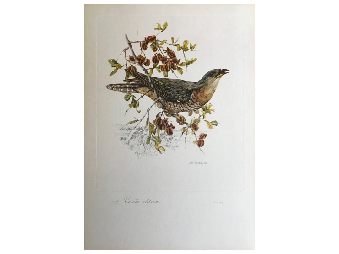 1959, Large Bird Print, (34x24 Cm) Vintage Print, Large Print, Antique ...