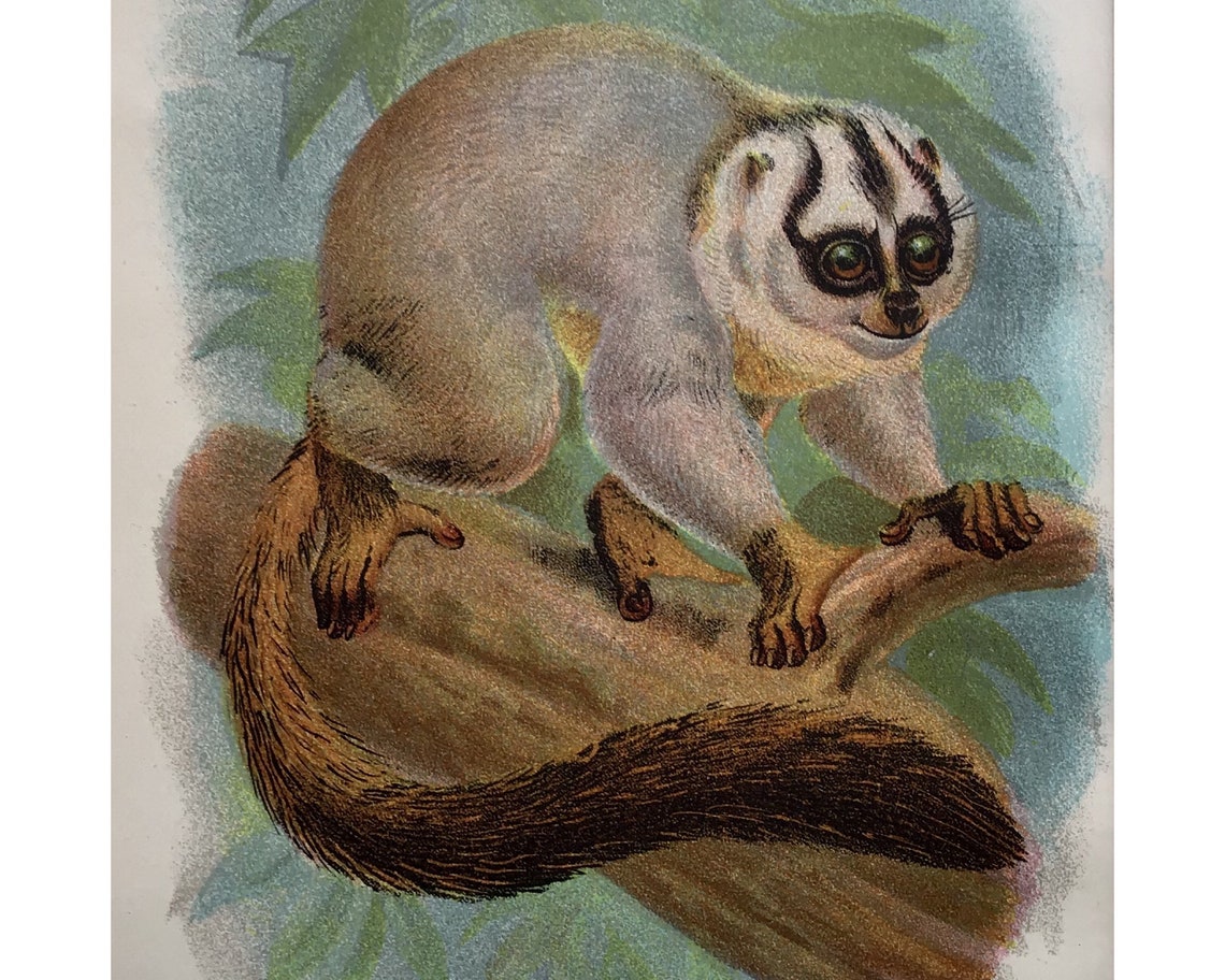 Antique Print, the Red Footed Night Monkey , Primate Print, Original ...