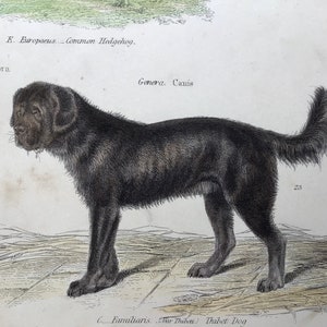 Antique Print 1803, Mammalia Print Dog Mole Hedgehog ,original Hand ...