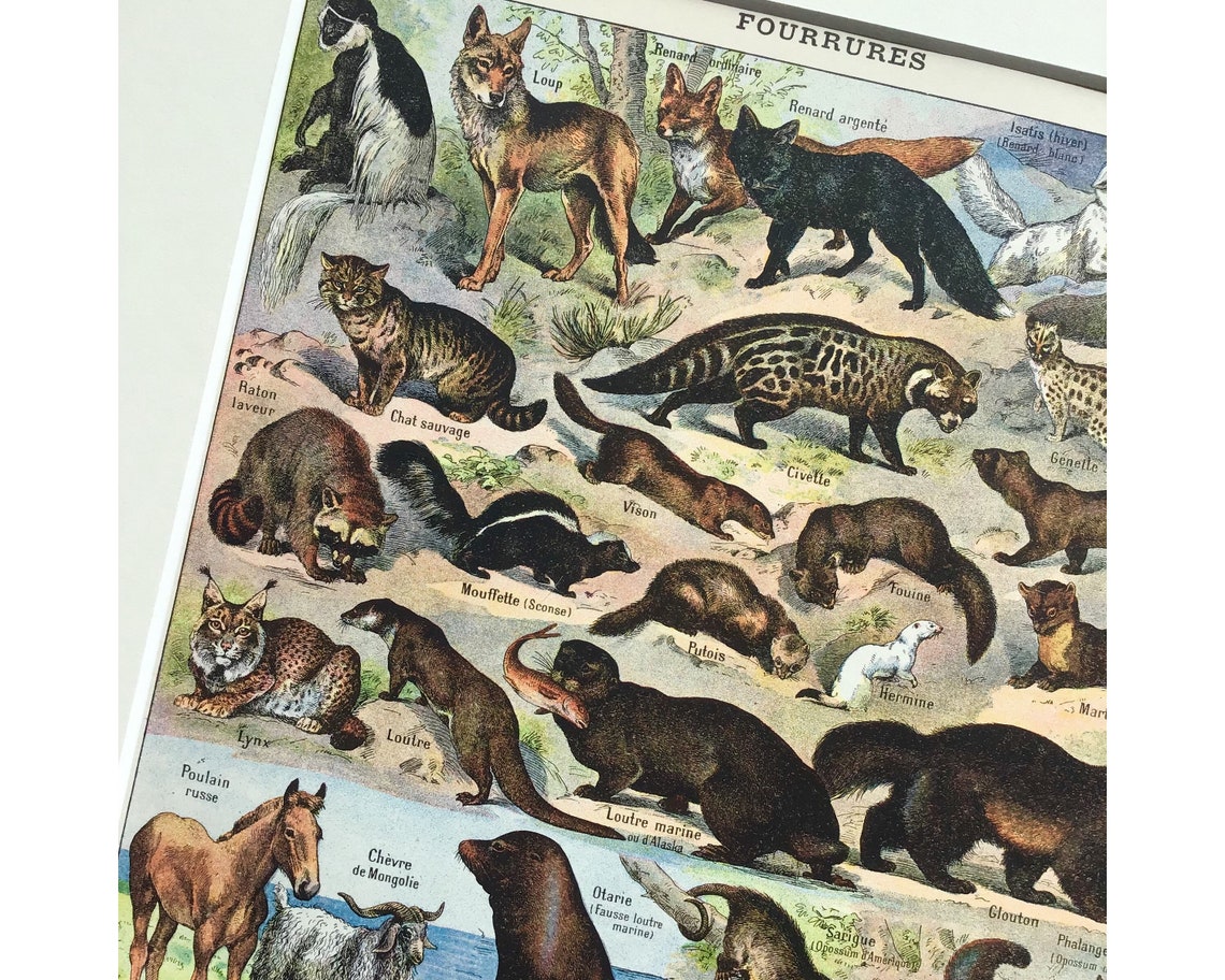 Antique French Print Fourrures From 1922 french Vintage - Etsy