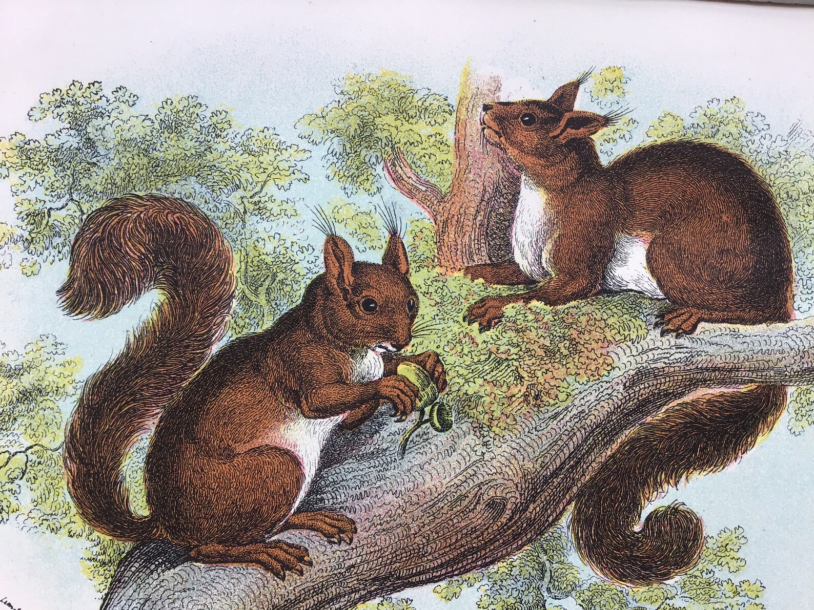 Antique Squirrel Print, Old Print From 1896, Original Lithograph ...