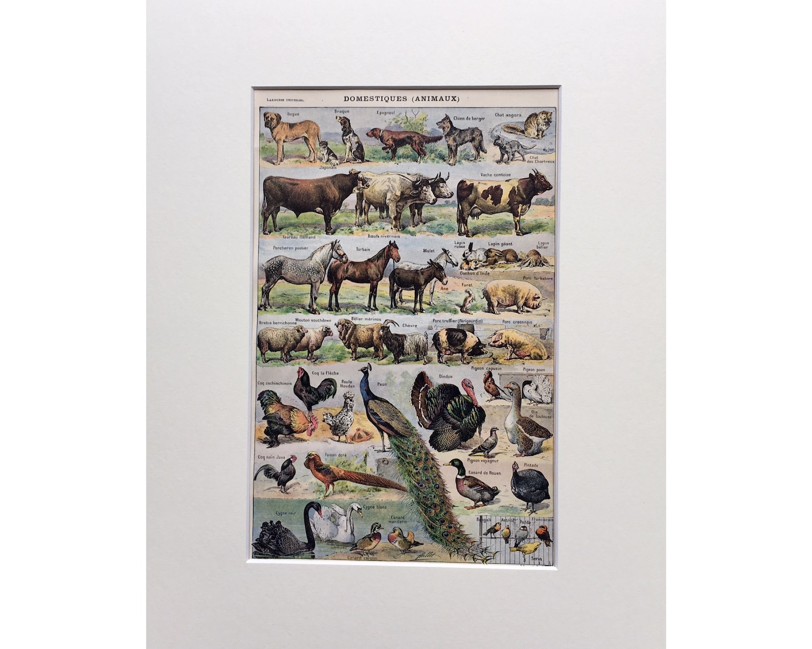 Antique French Print Domestic Animals From 1922 Domestiques - Etsy