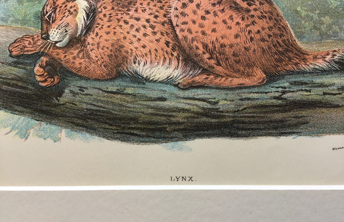 Antique Print 1896 the Lynx Original Print Mounted Ready - Etsy