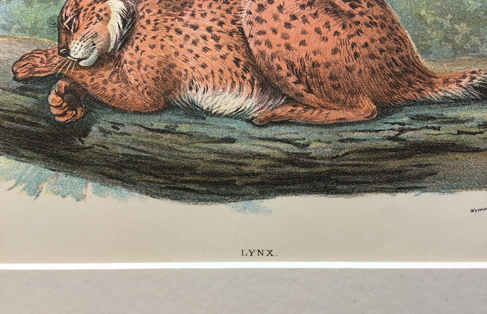 Antique Print 1896 the Lynx Original Print Mounted Ready - Etsy