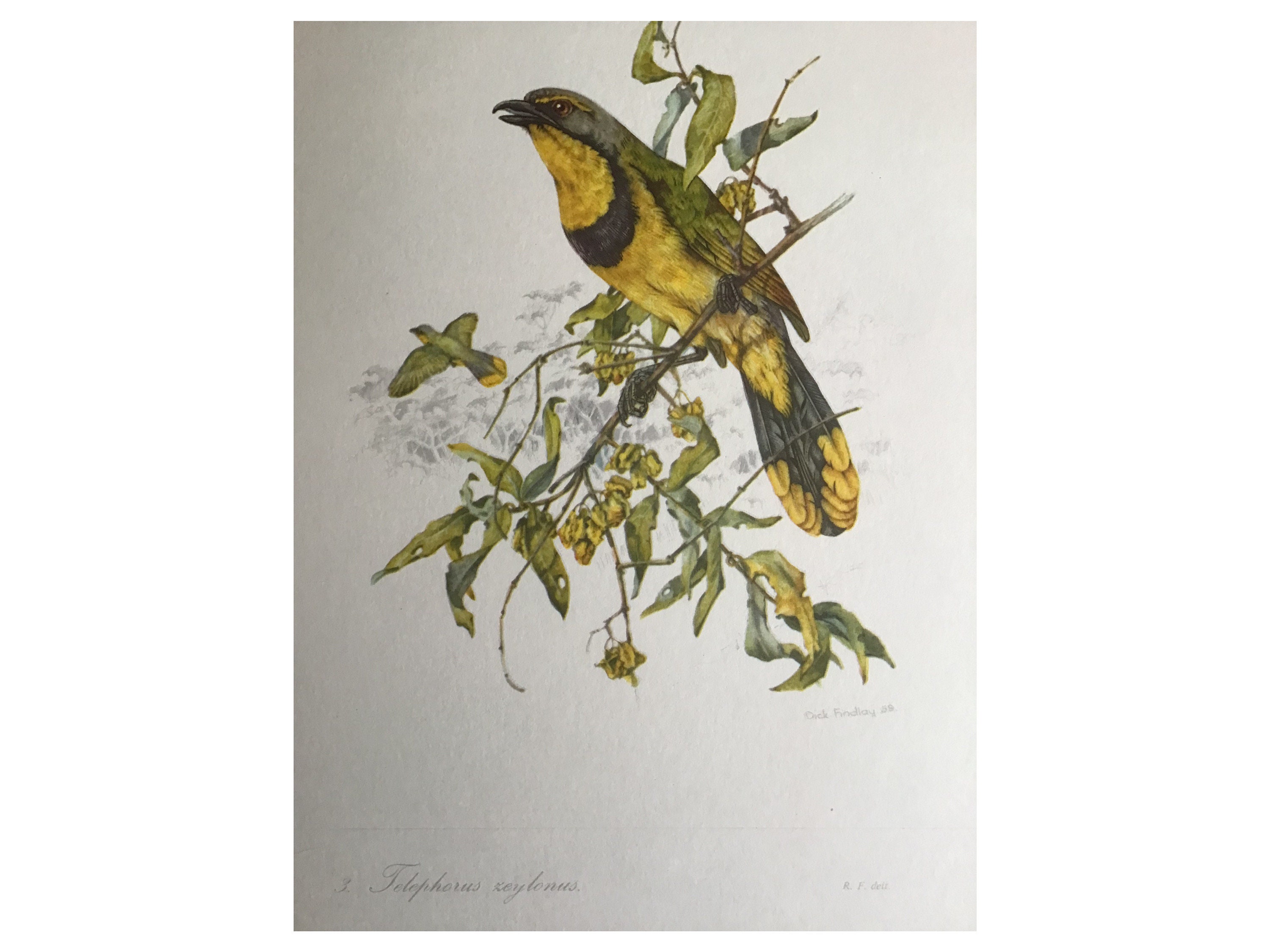 1959, Large Bird Print, (34x24 Cm) Vintage Print, Large Print, Antique ...