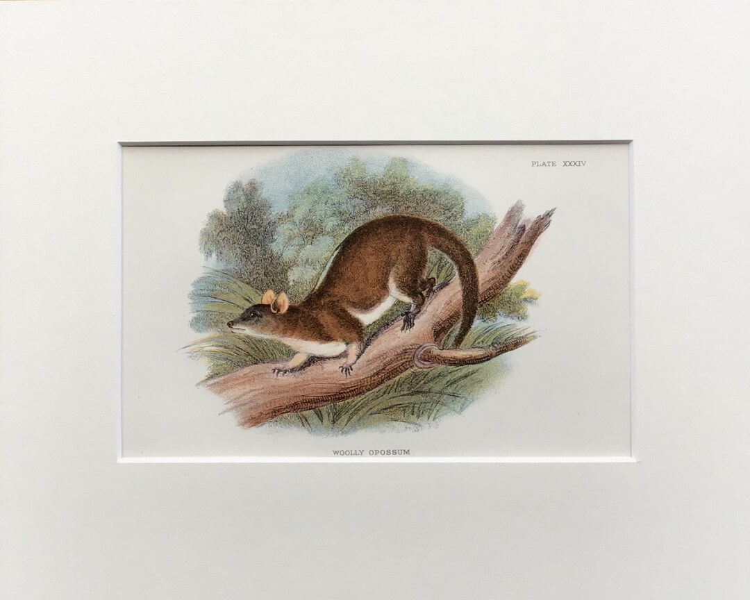 Antique Marsupial Print, the Woolly Opossum , Printed in 1896, Natural ...