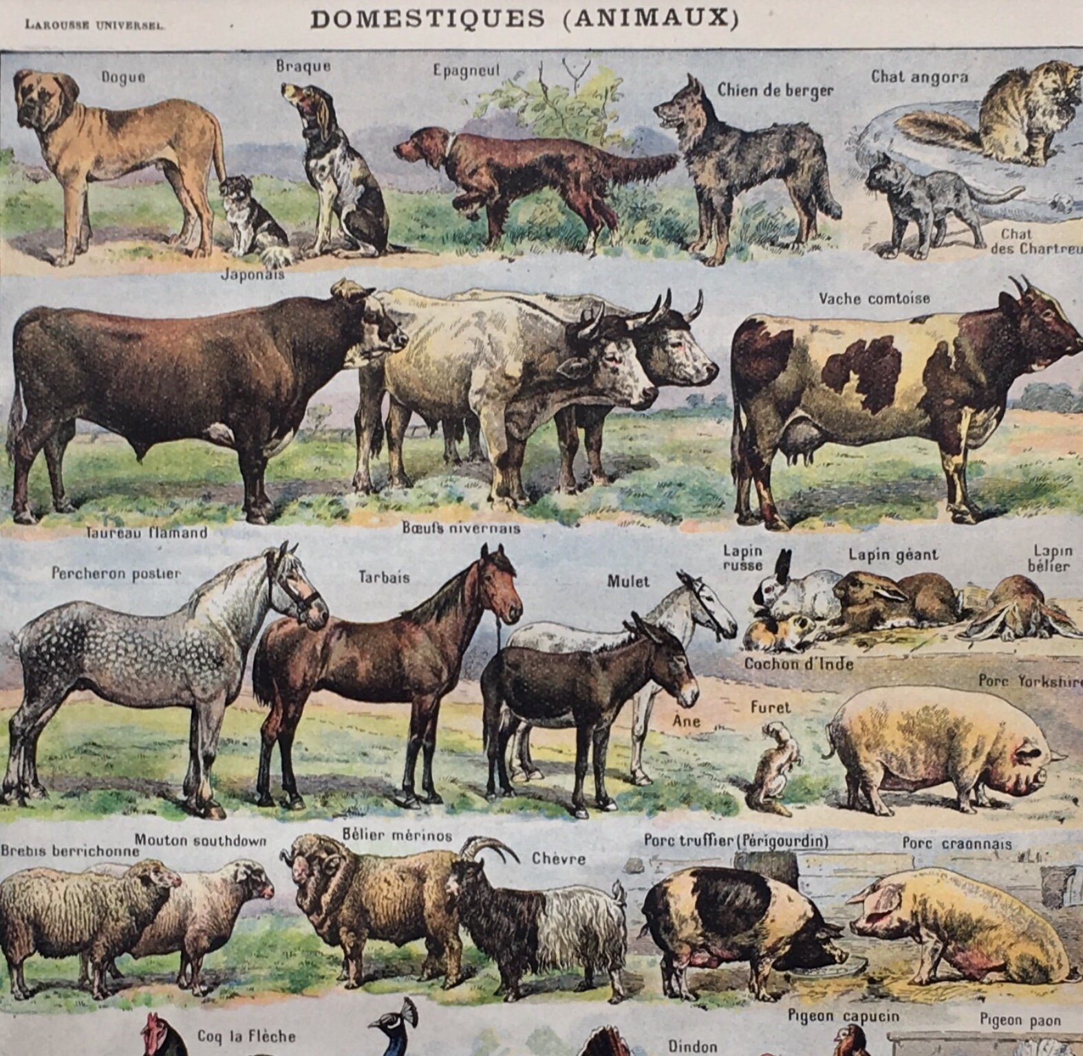 Antique French Print Domestic Animals From 1922 Domestiques - Etsy