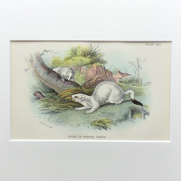 Stoat - Etsy UK