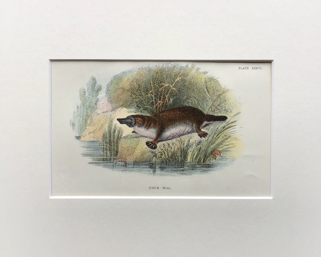 Antique Marsupial Print, the Duck Bill, Printed in 1896, Natural ...