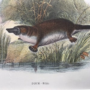 Antique Marsupial Print, the Duck Bill, Printed in 1896, Natural ...