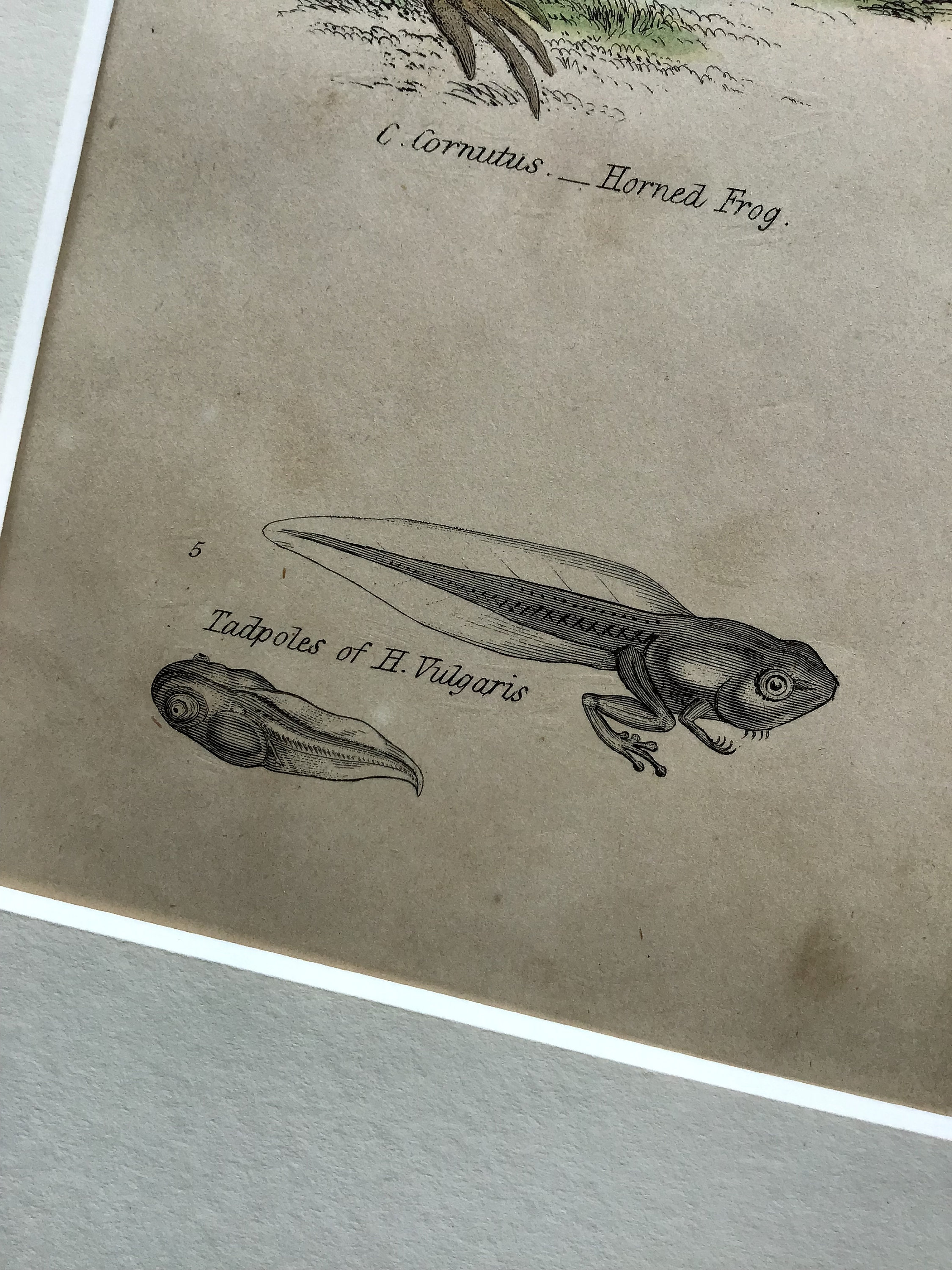 1803 Original Antique Lithograph, Antique Prints ,frog Print ...