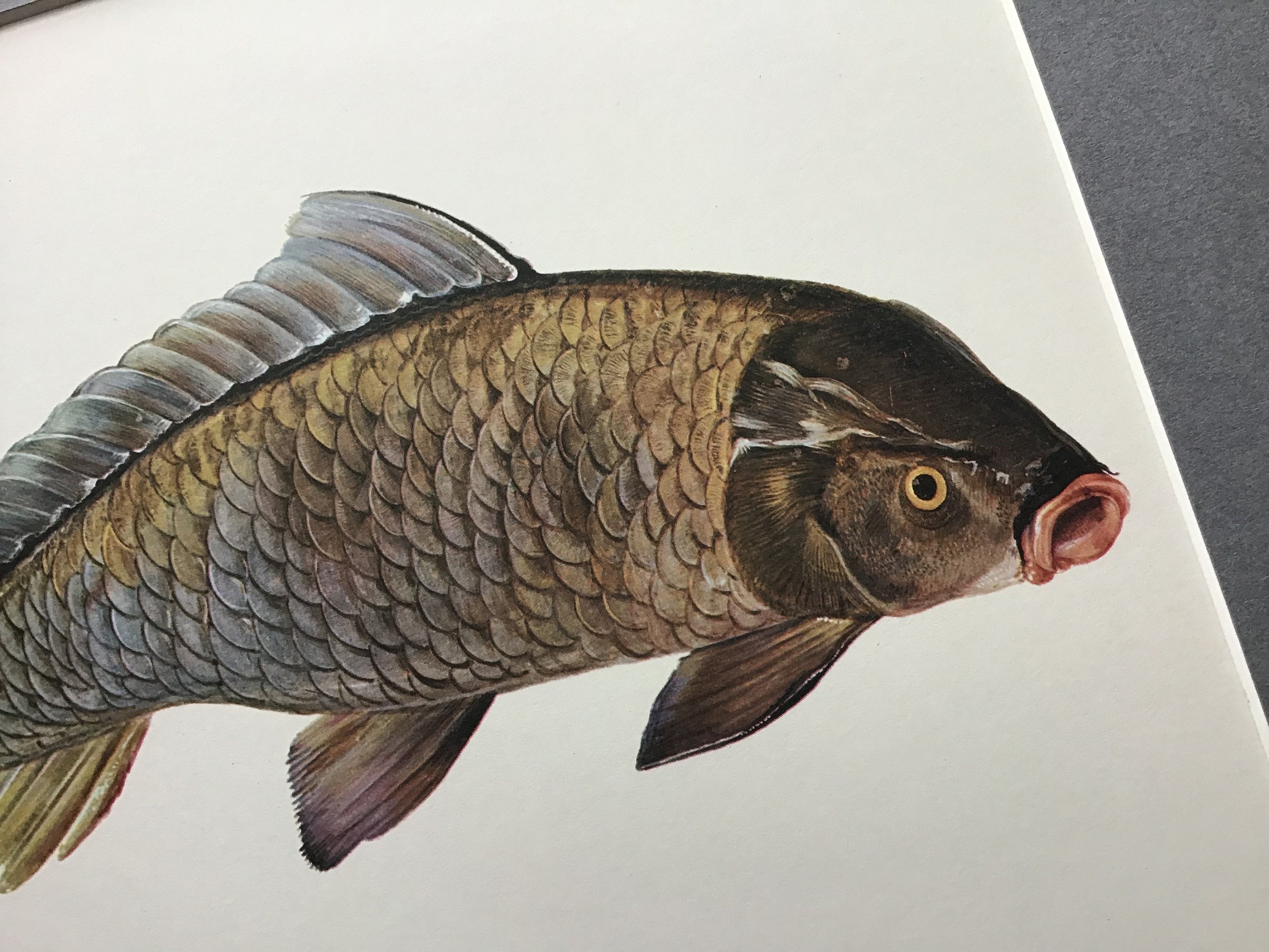 Vintage Fish Print, the Carp, Fish Print, 1960, Mounted and Ready to ...