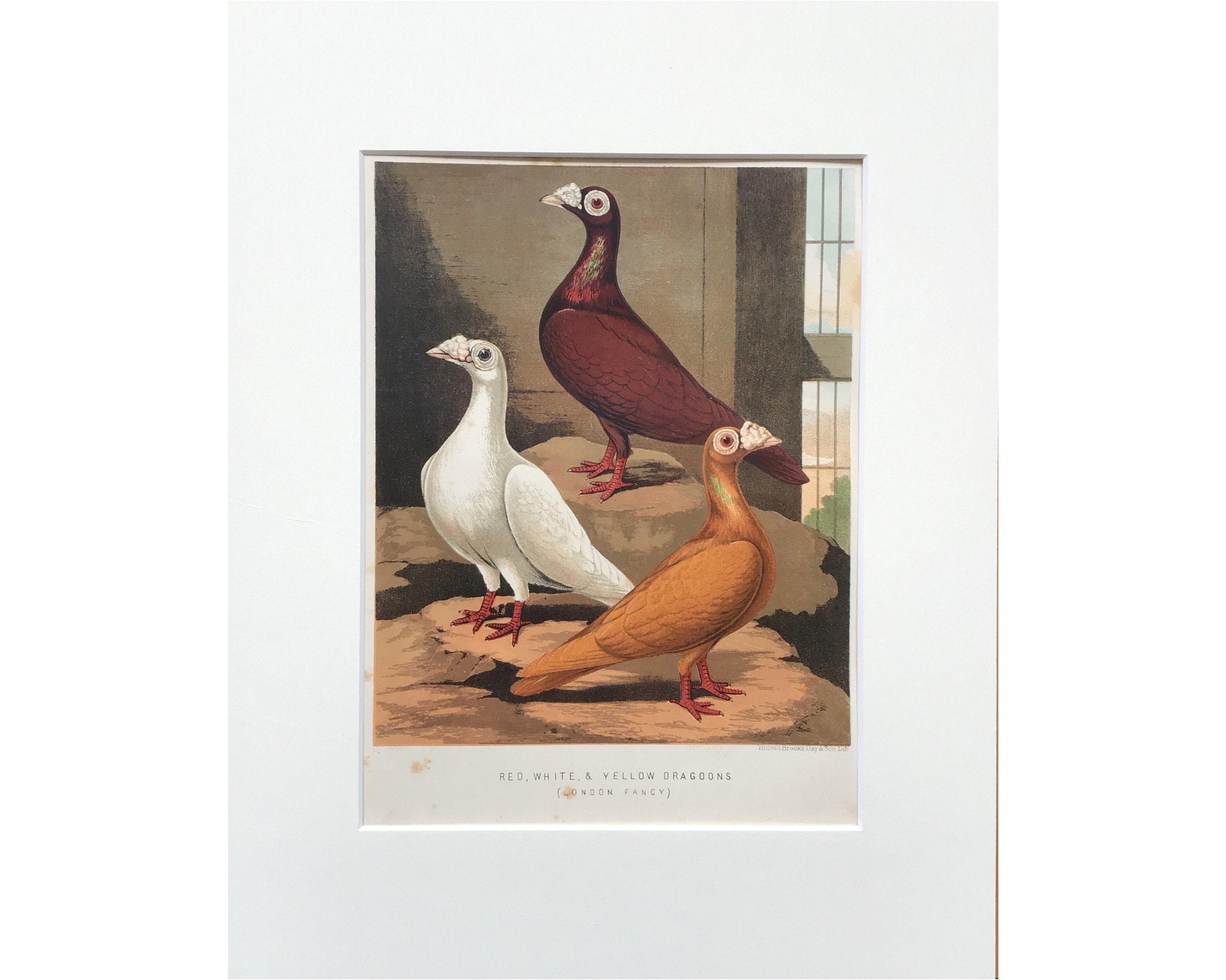 1878 Original Antique Print Pigeons London Fancy Original - Etsy