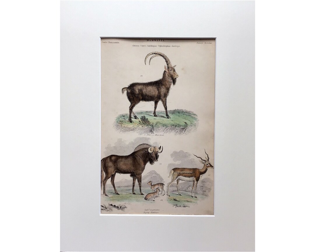 1803 Antique Print, 1803 Mammalia Skeleton Print Ibex, Gnu, Antelope ...