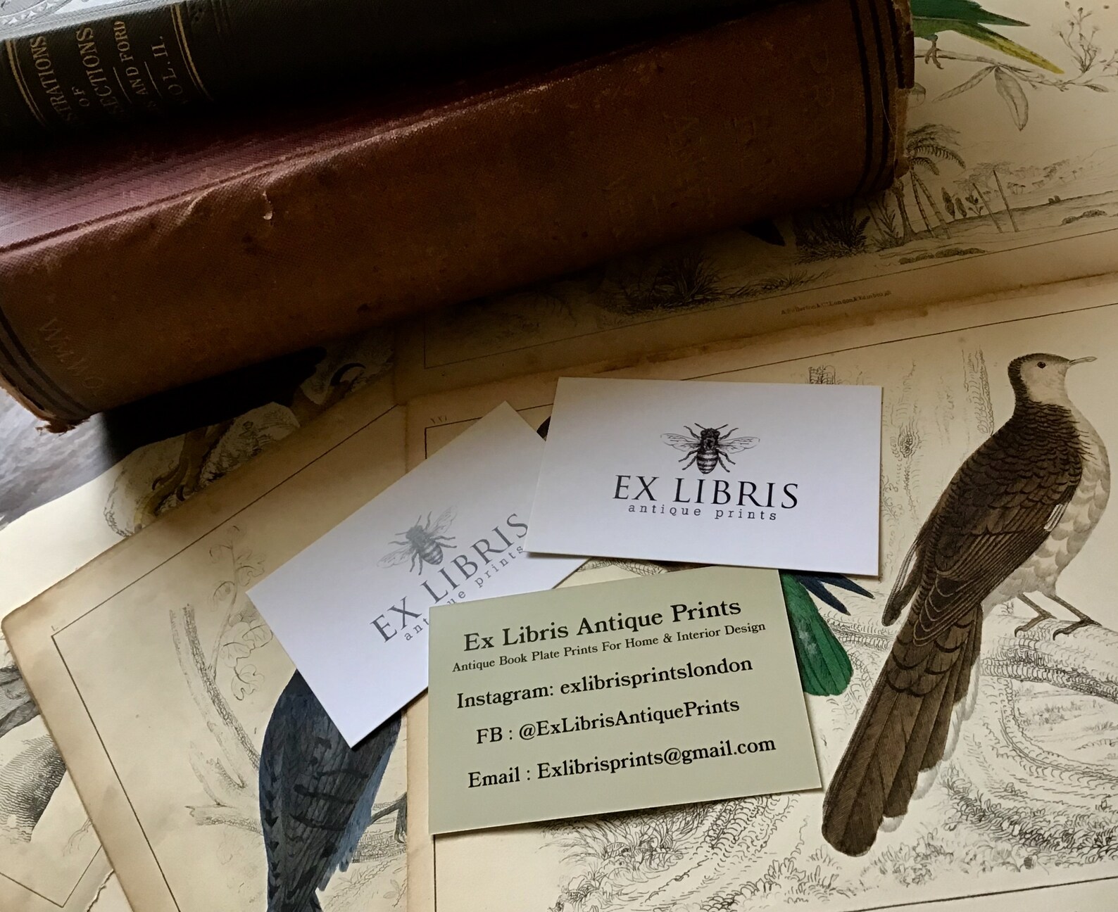 1896 Antique Print, the Fossa, Mounted Print Ready to Frame, Original ...