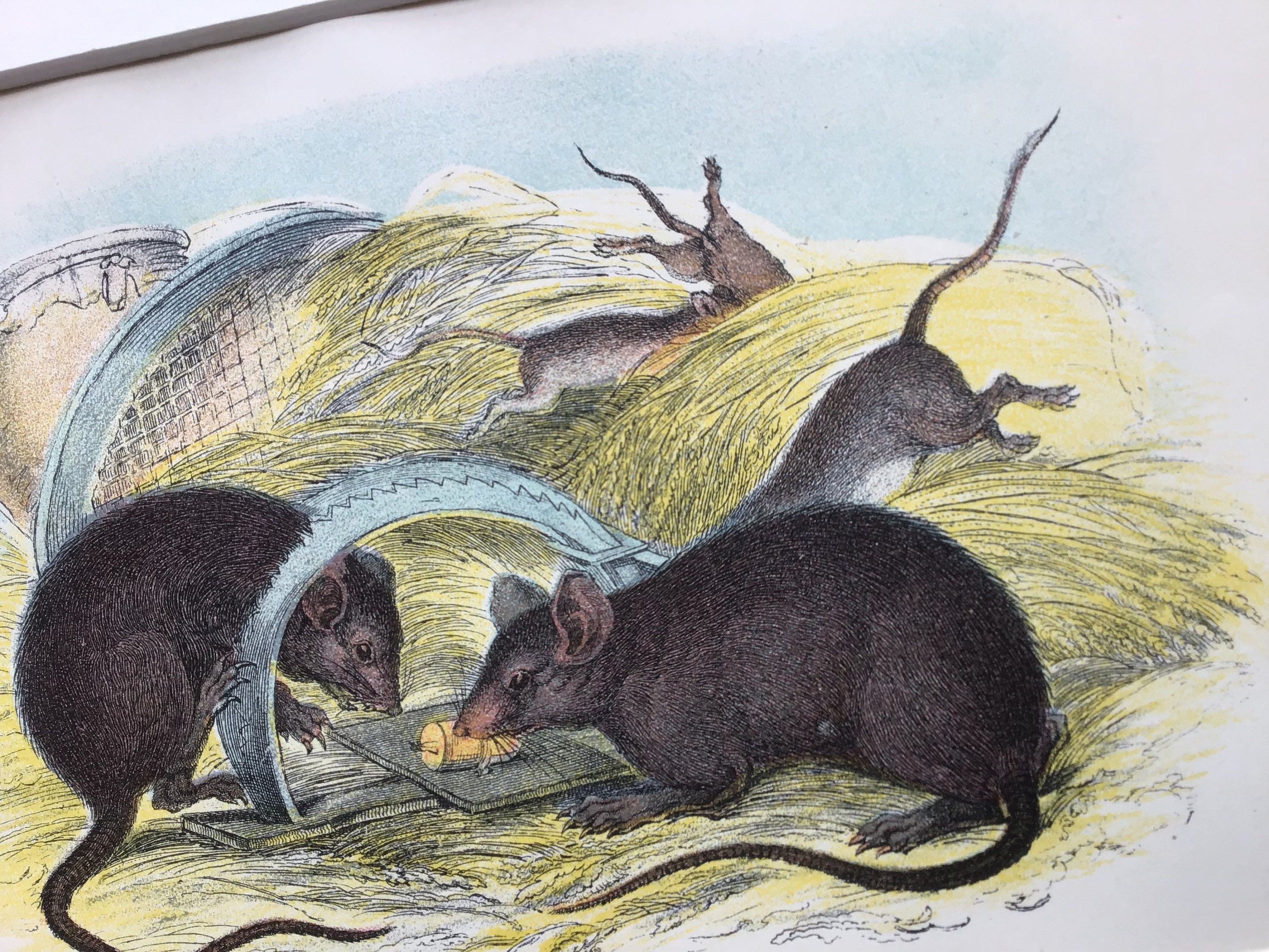 Antique Print. Rat Print Original Lithograph Old Print 1896 - Etsy UK