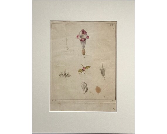 Antique Print 1800s Flower Print Hand Coloured Print | Etsy