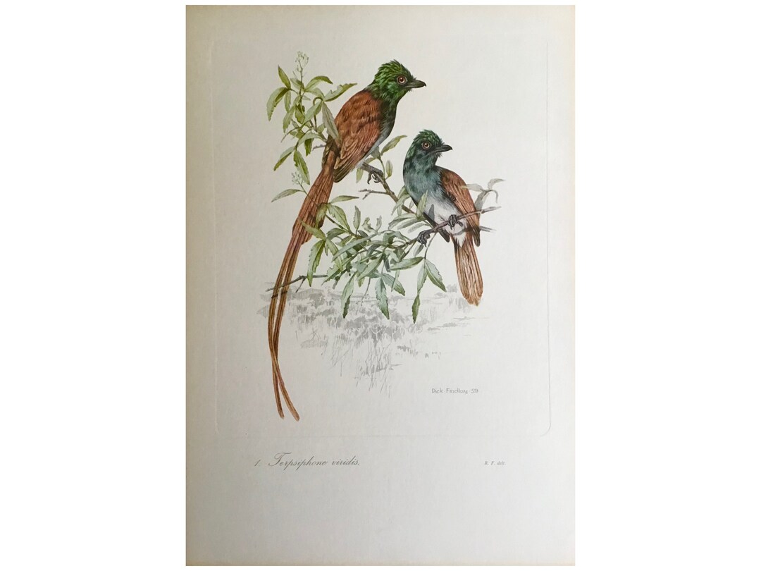1959, Large Bird Print, (34x24 Cm) Vintage Print, Large Print, Antique ...
