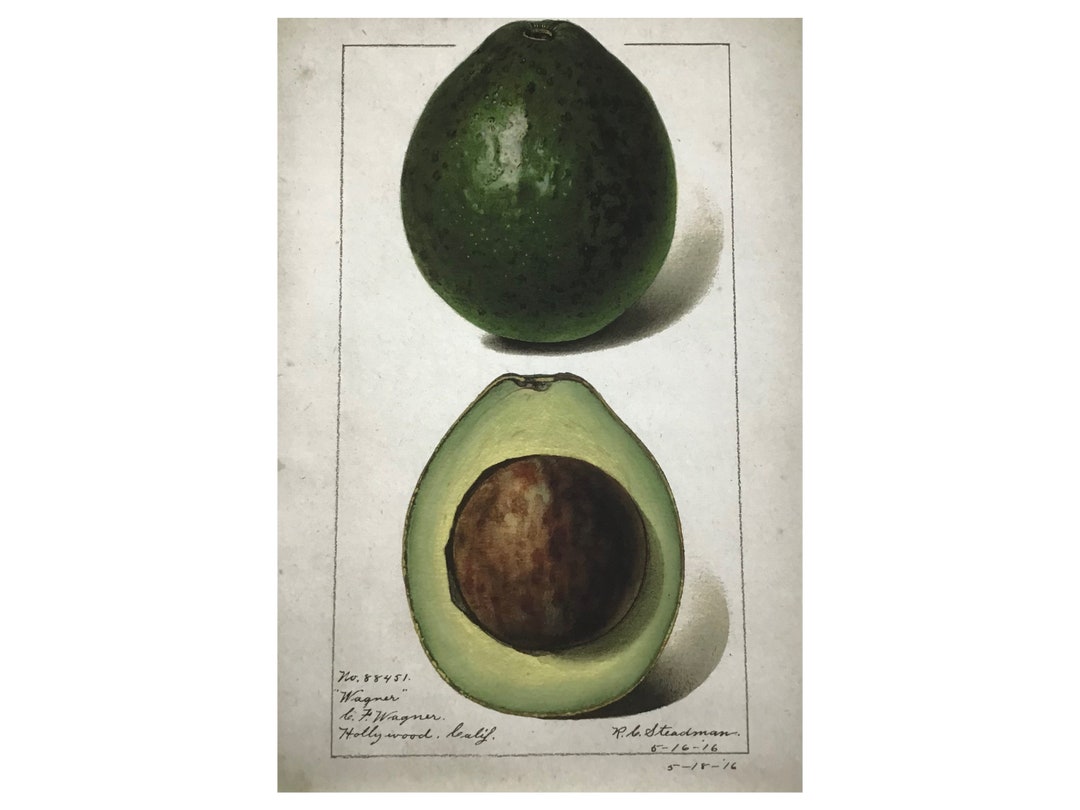 Antique Avocado Print, Reproduction Antique Print on Canvas, Kitchen ...