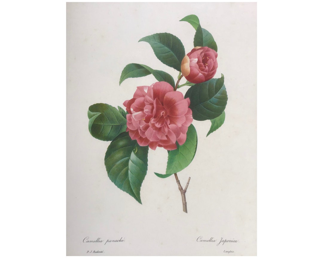 1955 Original French Print, French Flower Print, Redoute Flower Print ...