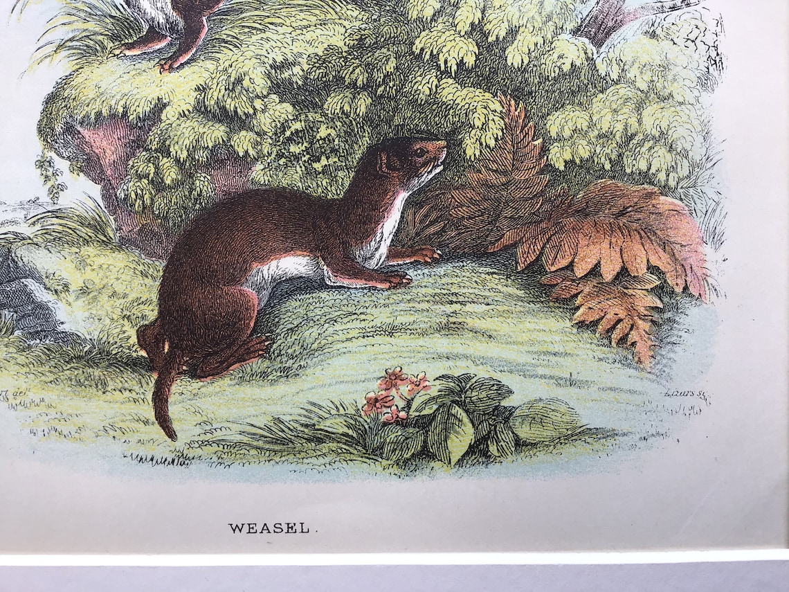 Antique Weasel Print Old Print From 1896 Original | Etsy