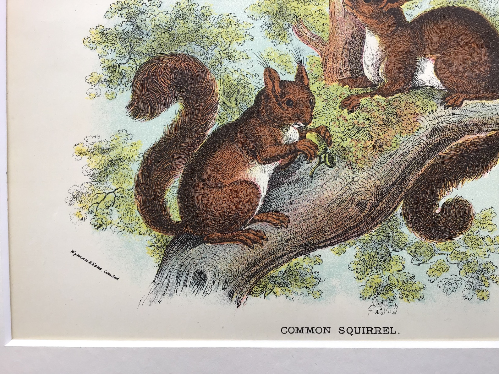 Antique Squirrel Print, Old Print From 1896, Original Lithograph ...