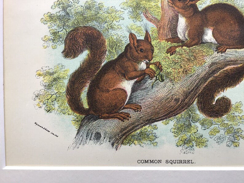 Antique Squirrel Print Old Print From 1896 Original - Etsy
