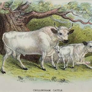 Vintage Cow Print, Old Print From 1896, Original Lithograph, 120 Years ...