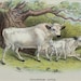 Vintage Cow Print, Old Print From 1896, Original Lithograph, 120 Years ...