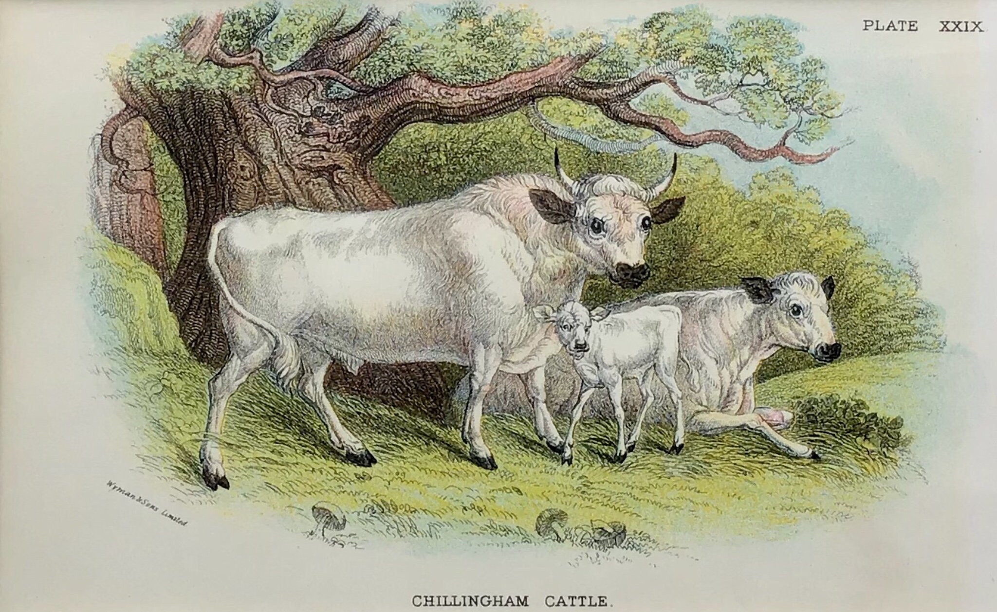 Vintage Cow Print Old Print From 1896 Original Lithograph - Etsy