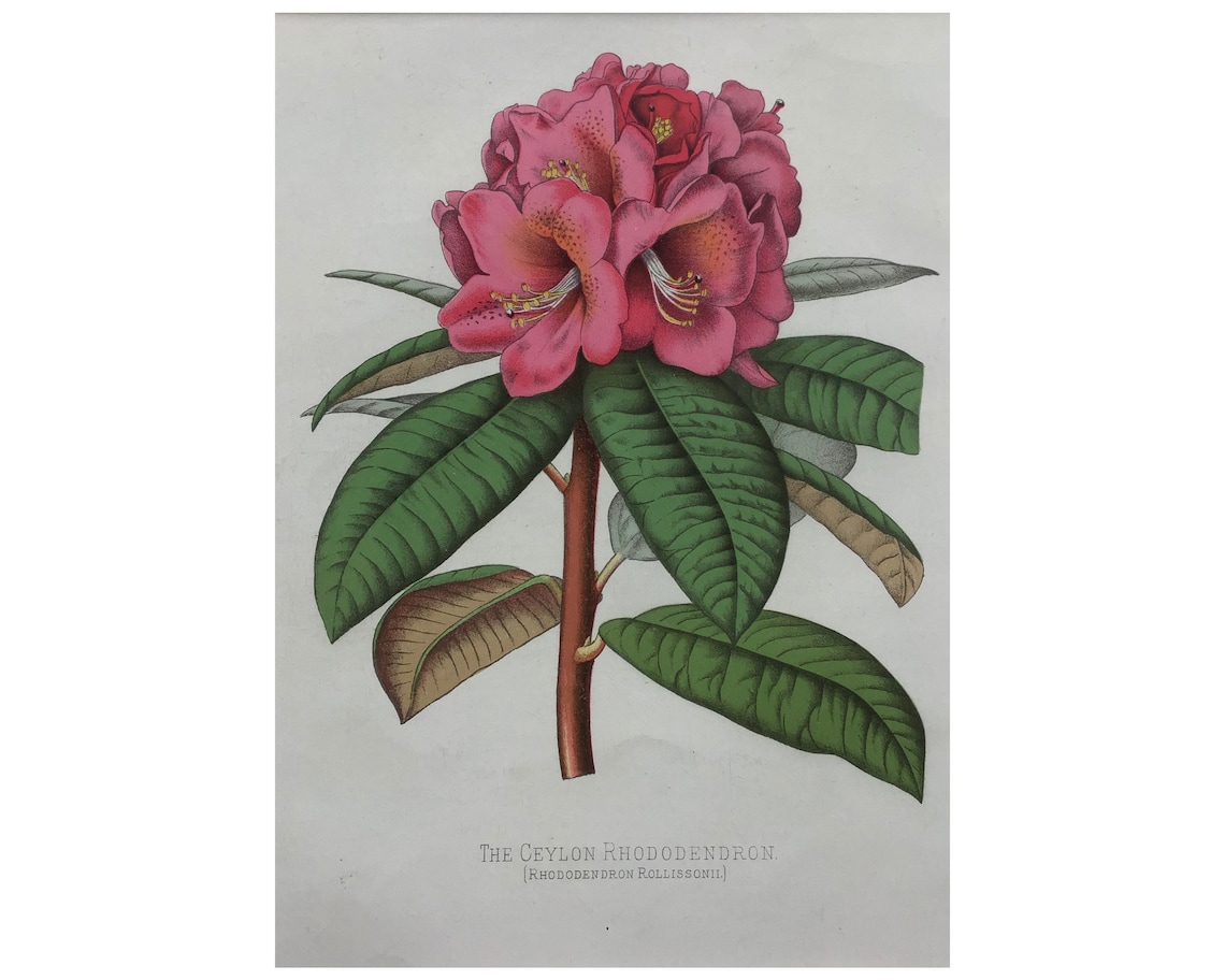 Antique Flower Print 1800 Floral Print Large Original - Etsy Hong Kong