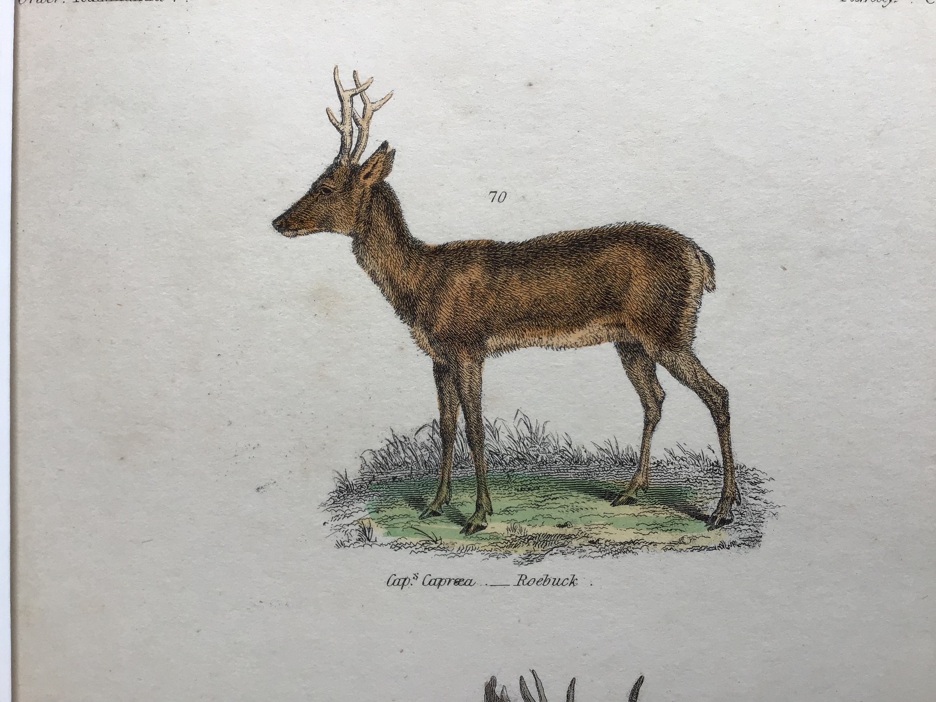 Antique Print 1803 ,the Roebuck and the Elk, Original Old Lithograph ...
