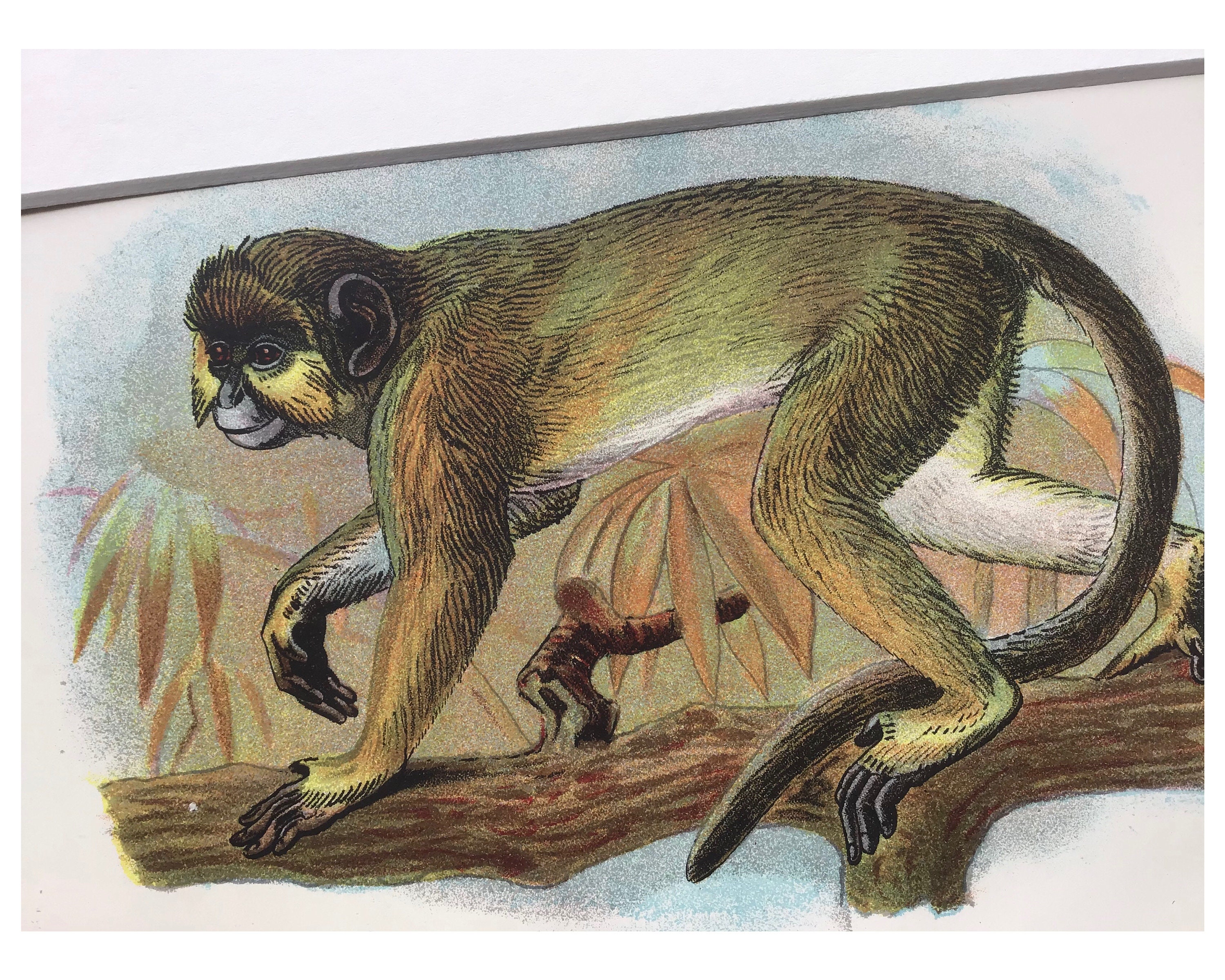 1894 Original Antique Print the Talapoin Old Print Original - Etsy