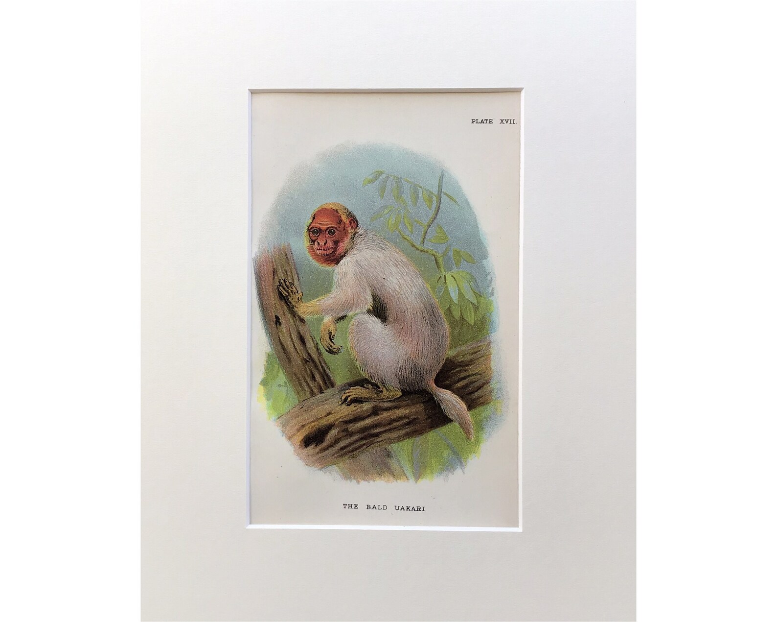 Antique Print 1896 the Bald Uakari Mounted Print Original - Etsy