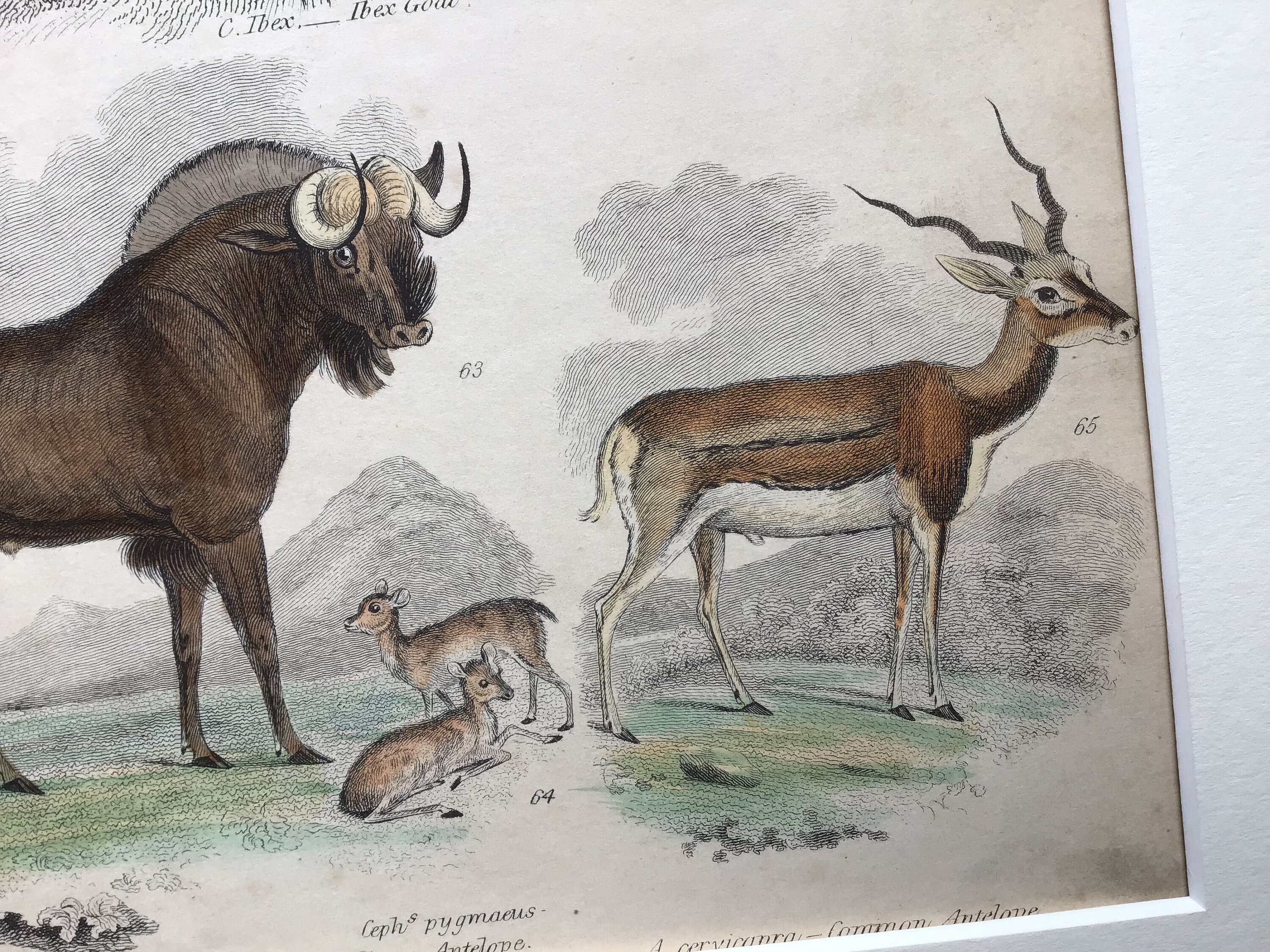 1803 Antique Print, 1803 Mammalia Skeleton Print Ibex, Gnu, Antelope ...