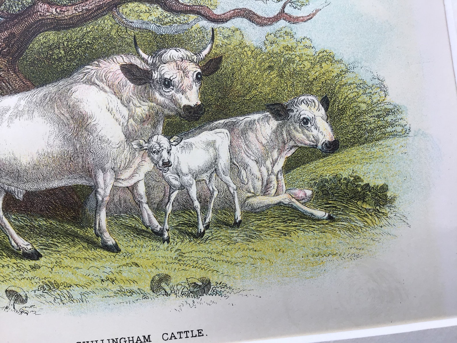 Vintage Cow Print, Old Print From 1896, Original Lithograph, 120 Years ...