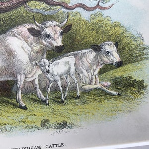 Vintage Cow Print, Old Print From 1896, Original Lithograph, 120 Years ...