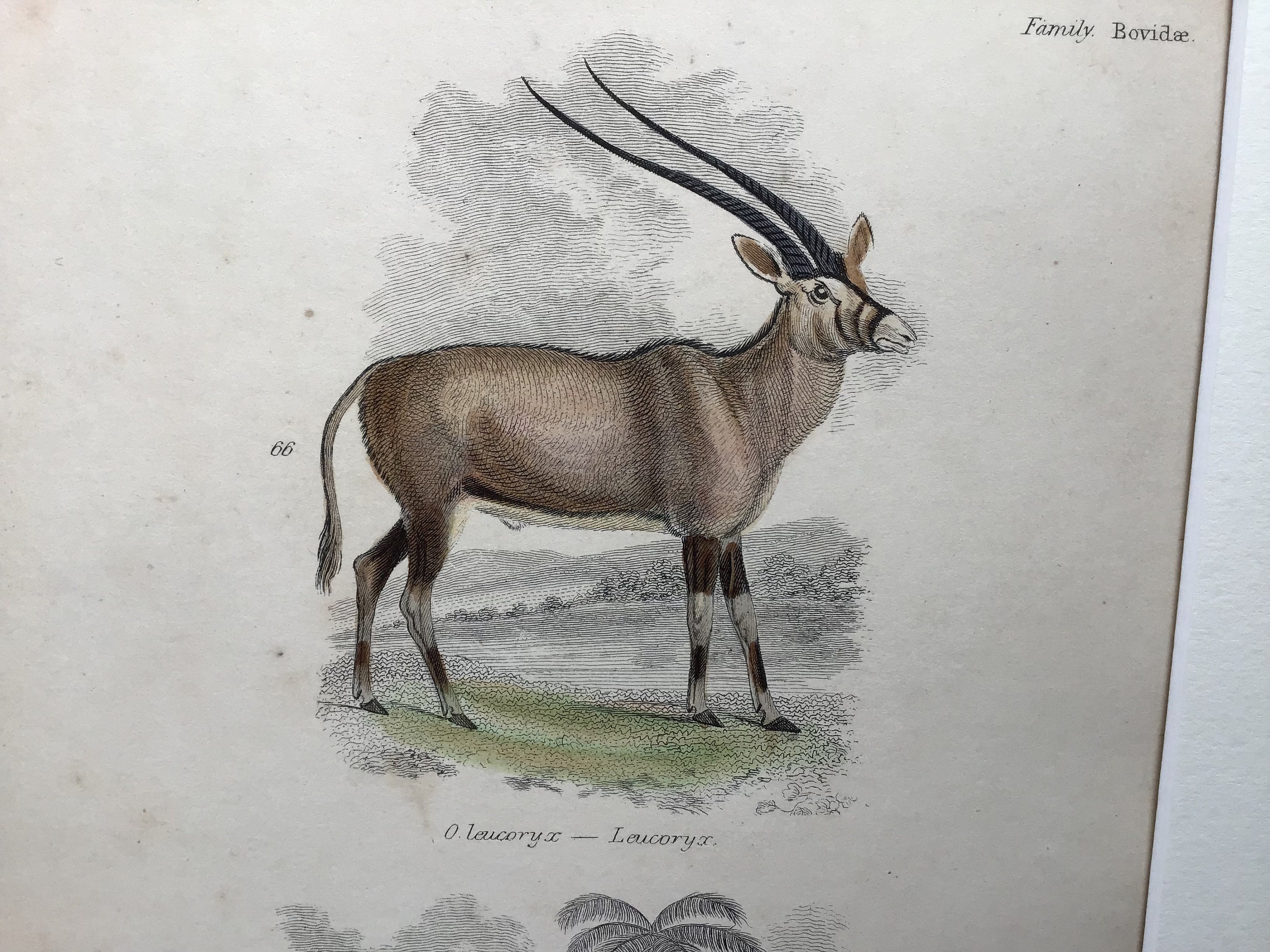 1803 Antique Print 1803 Oryx Mammalia Print Rare Old Print | Etsy
