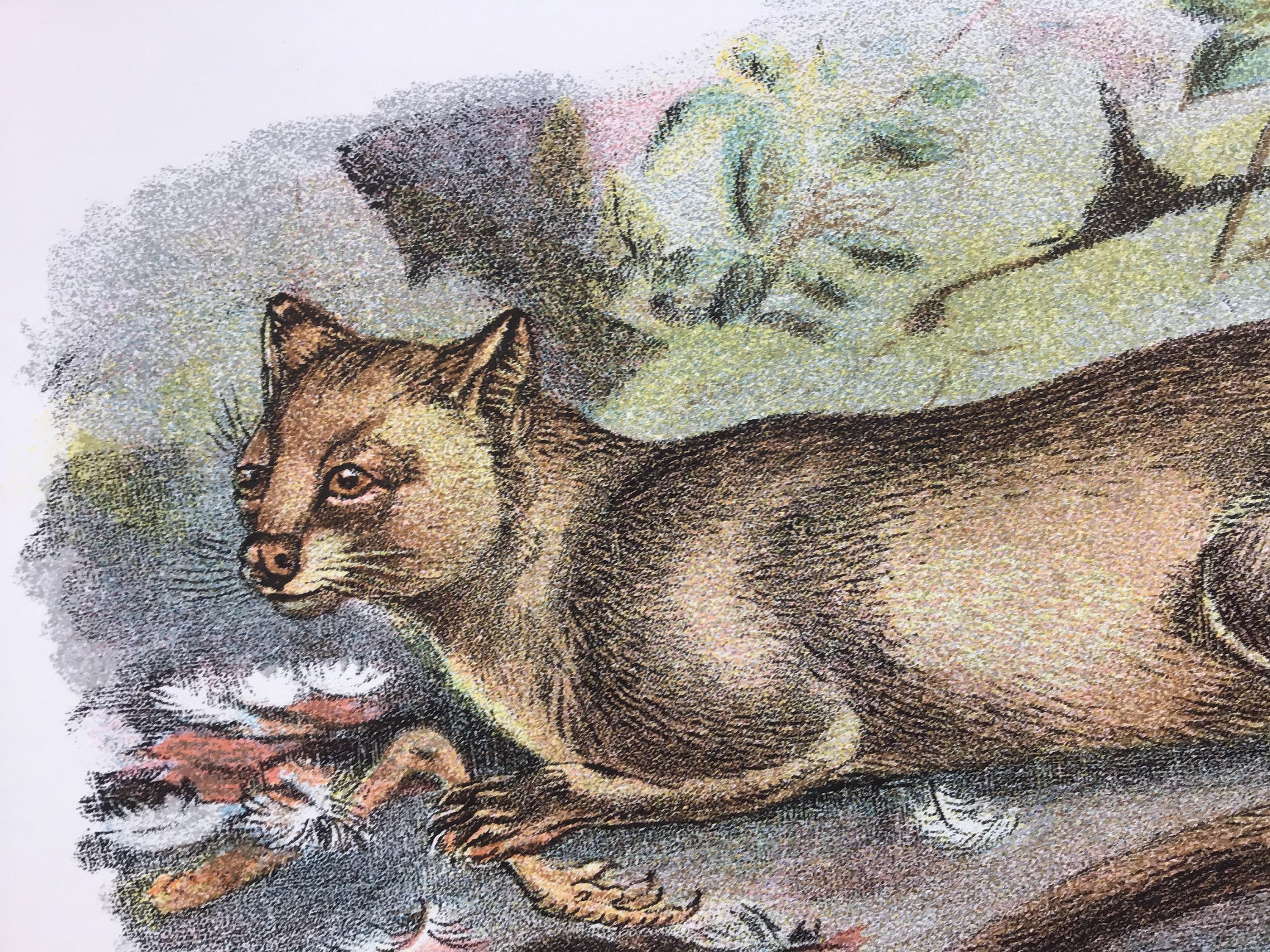 1896 Antique Print the Fossa Mounted Print Ready to Frame - Etsy