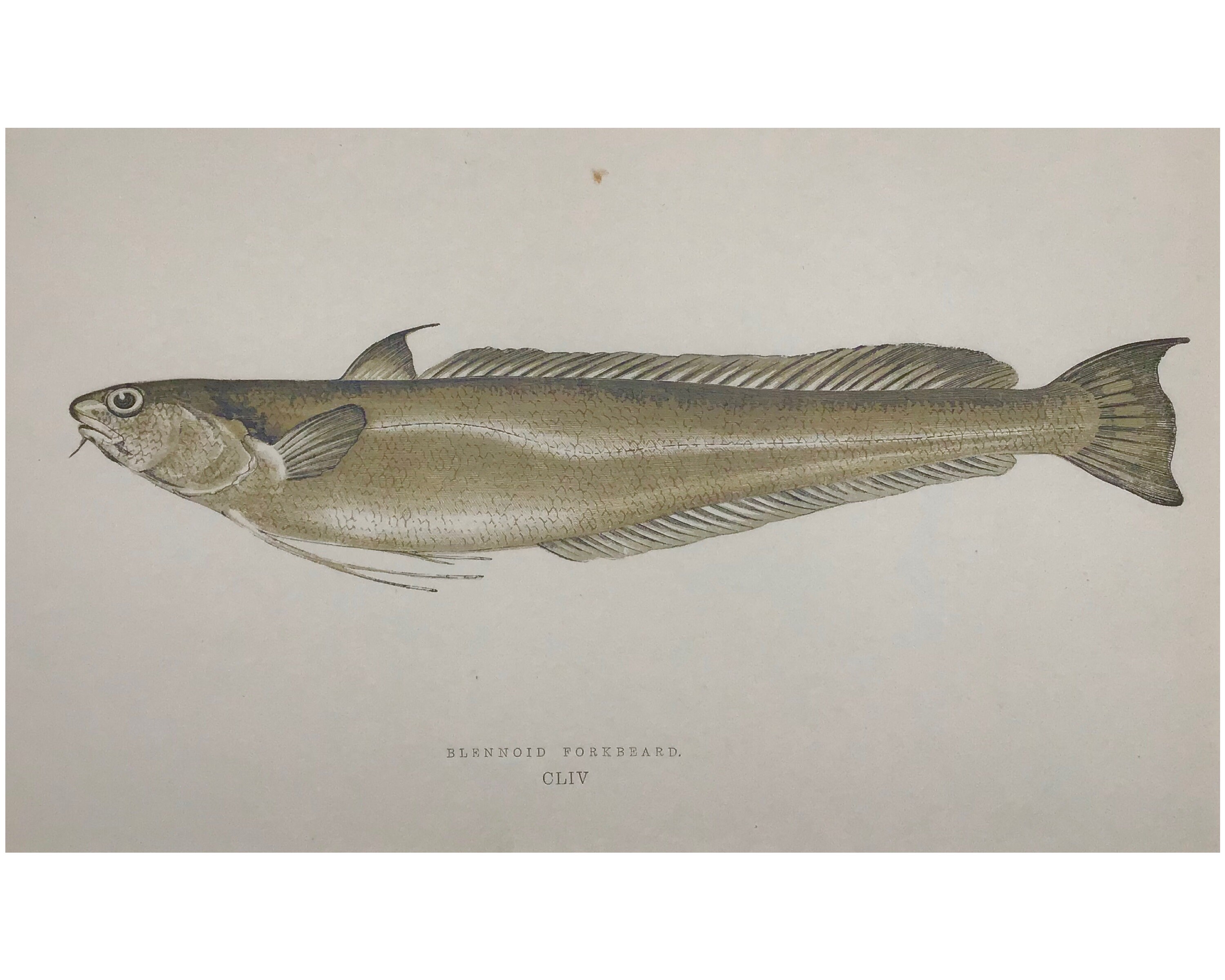 1877 Original antike Druck Fisch Original-Druck - Etsy.de