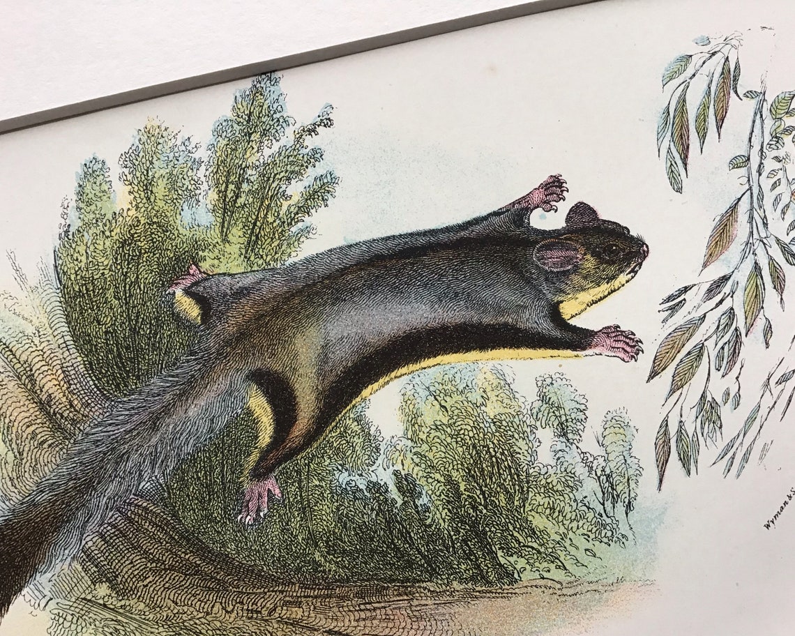 Antique Marsupial Print, Lesser Flying - Phalanger , Printed in 1896 ...