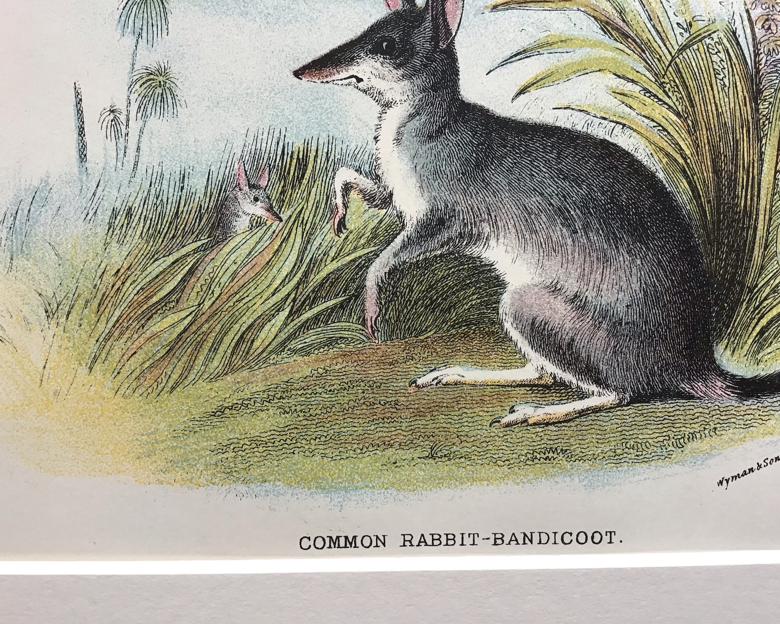 Antique Marsupial Print, the Common Rabbit Bandicoot, Printed in 1896 ...